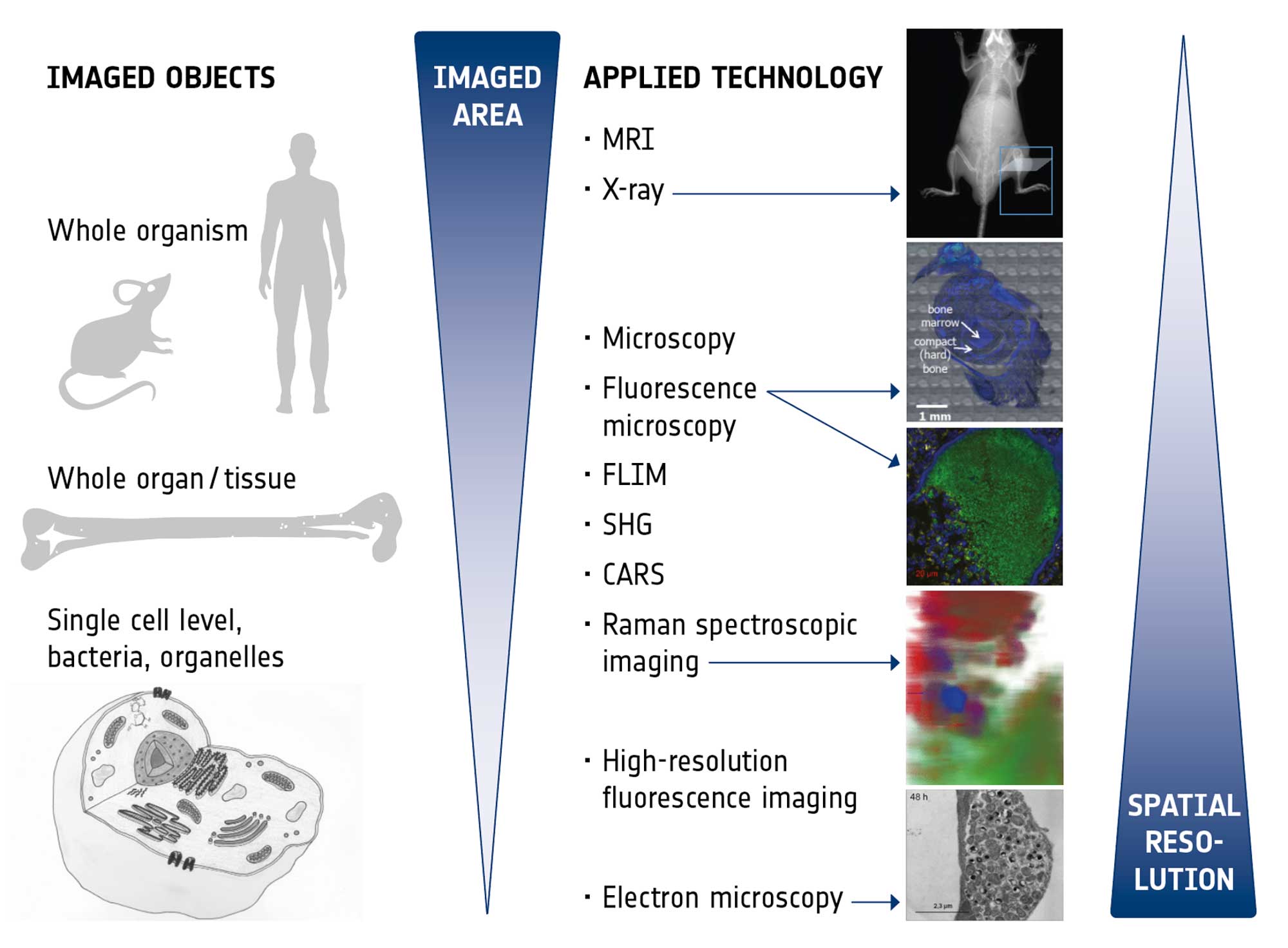 Scope of activities – IMAGE-IN